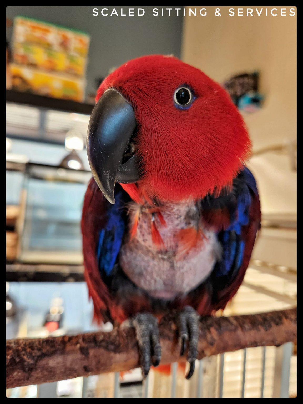 Bird Grooming - Scaled Sitting & Services